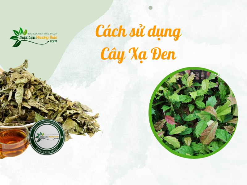 Cách sử dụng Cây Xạ Đen cho người mắc bệnh gan